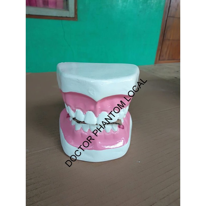 Jual Patung Gigi / Dental Study /Phantom gigi dewasa/ dental alat ...