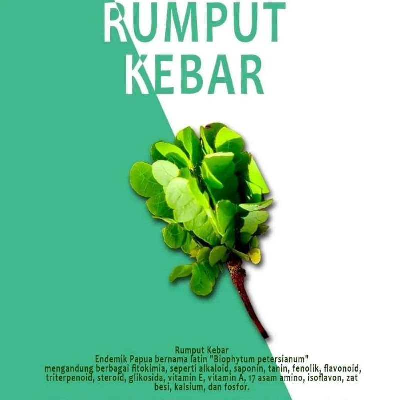 Jual RUMPUT KEBAR PAPUA ASLI ORIGINAL | Shopee Indonesia