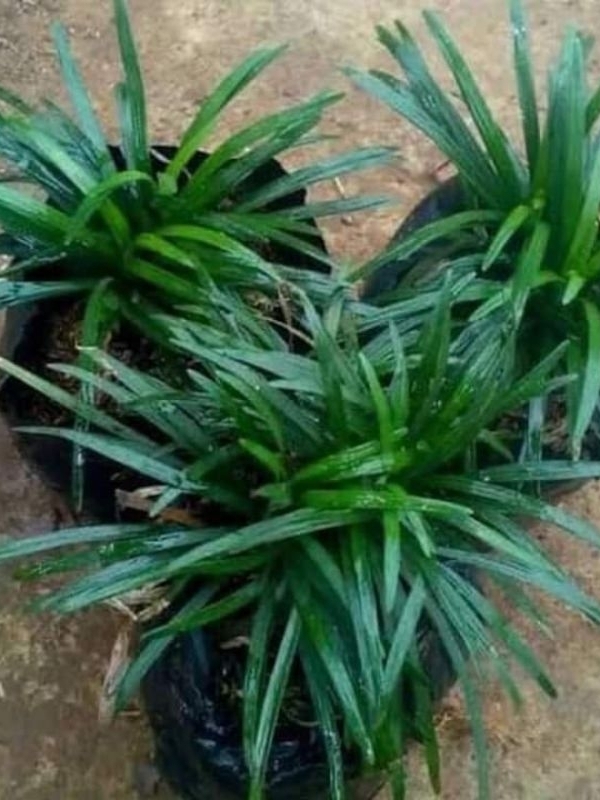 Jual Tanaman hias rumput kucai mini/rumput taman/kucai | Shopee Indonesia