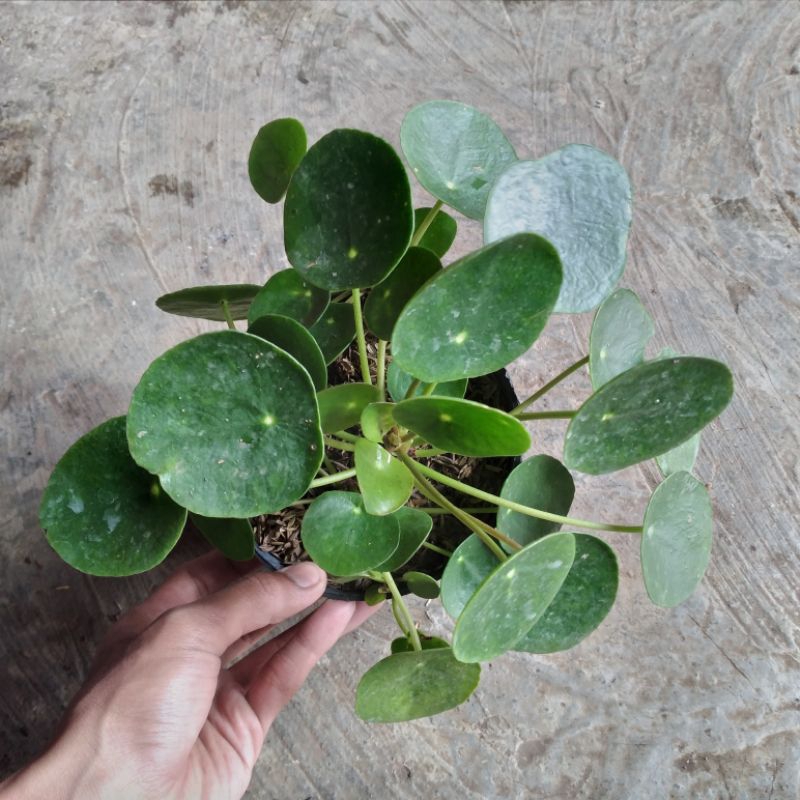 Jual tanaman hias pilea peperomioides Ukuran dewasa chinese money plant ...
