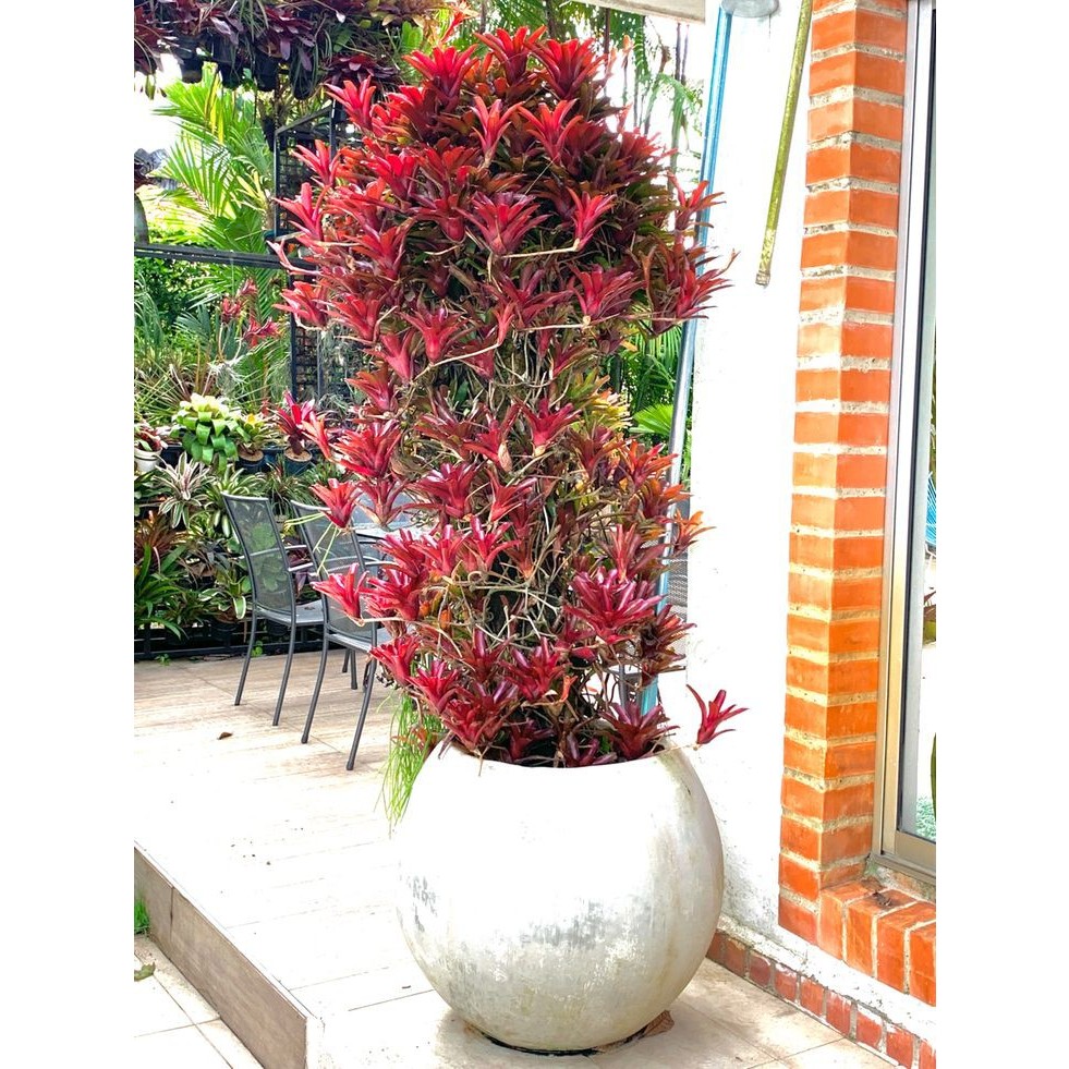 Jual Tanaman Hias Bromelia Neoregelia Fireball isi 250 pcs sudah ...