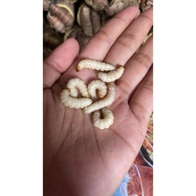 Jual ulet bambu/cangcilung 2 tabung masing masing isi 12 ekor | Shopee ...