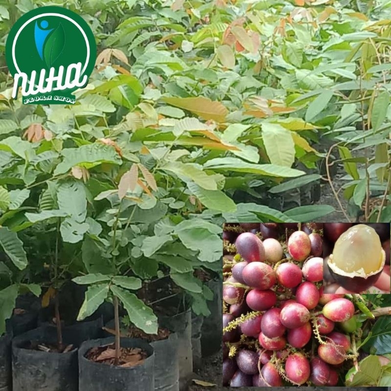 Jual Bibit matoa, bibit super genjah(cepatberbuah). | Shopee Indonesia