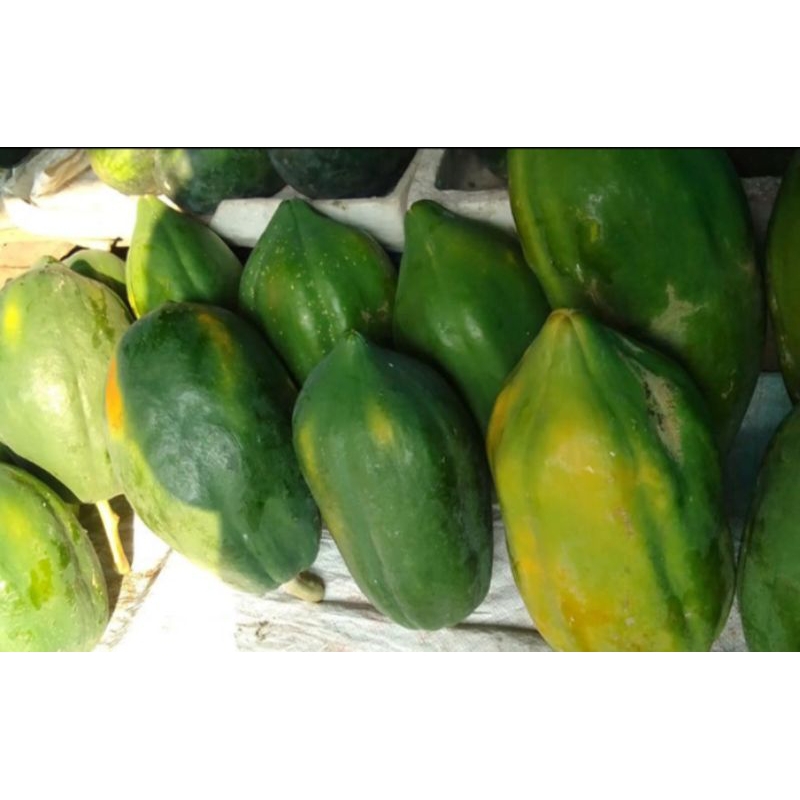 Jual BUAH PEPAYA thailan bangkok manis 1 buah utuh berat 2 kg lebih ...