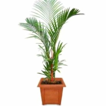 Jual Tanaman Hias Palem Pinang Merah | Shopee Indonesia