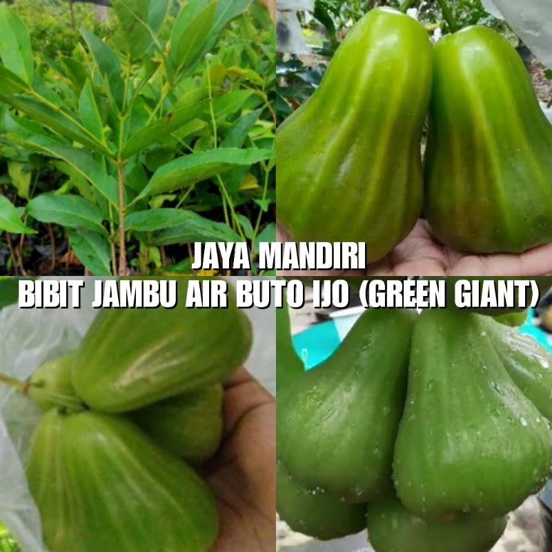 Jual BIBIT JAMBU AIR BUTO IJO (GREEN GIANT) SUPER | Shopee Indonesia