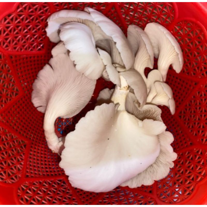 Jual Jamur Tiram (Dijamin FRESH) | Shopee Indonesia