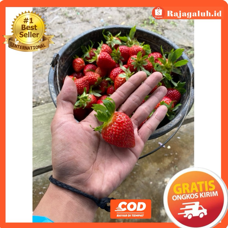 Jual Bibit strawberry | Bibit stroberi | Bibit stoberi buah BESAR (1kg ...