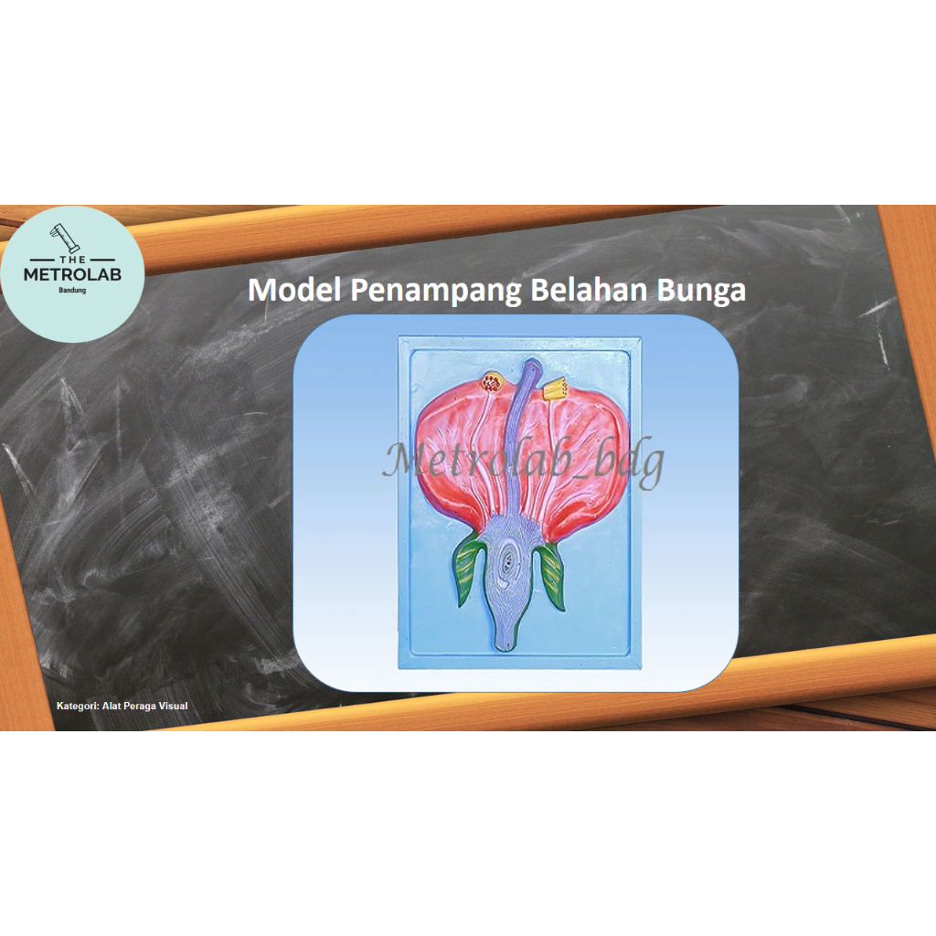 Jual Model Penampang Belahan Bunga | Flower Section Model | Shopee ...