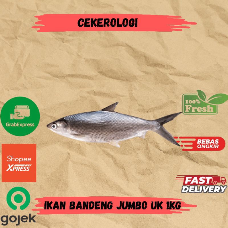 Jual Ikan Bandeng Jumbo 1kg 1pcs / Ikan Bandeng Jumbo / Ikan Bandeng ...