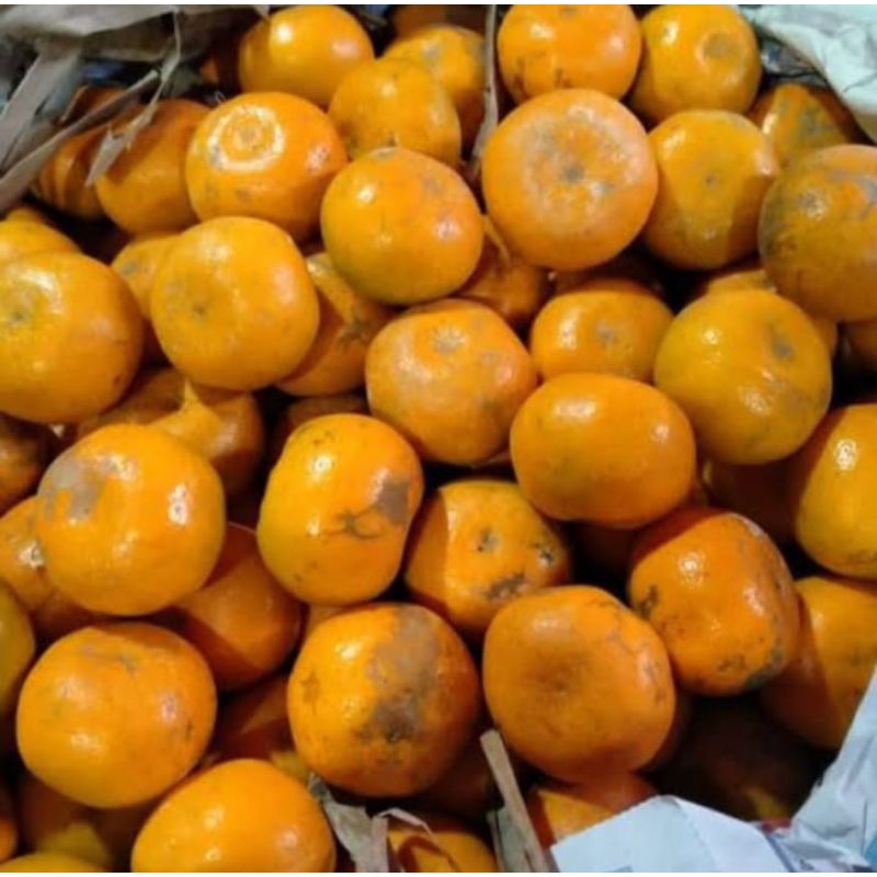 Jual jeruk medan fresh 1 kg | Shopee Indonesia