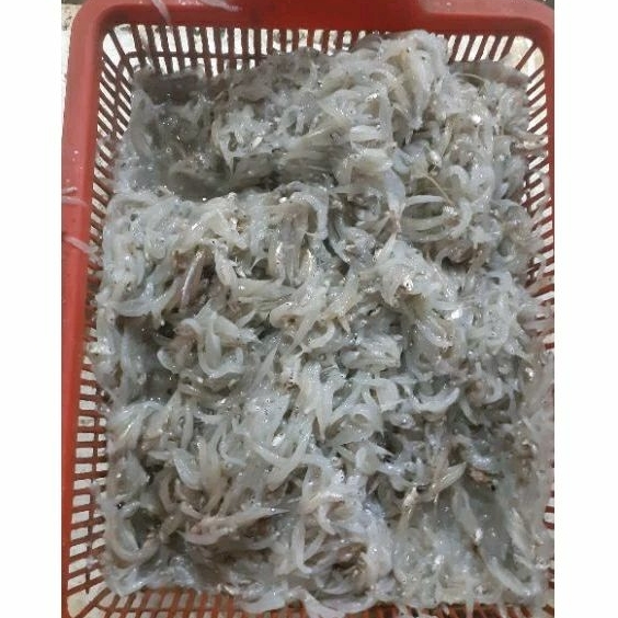 Jual Ikan teri nasi basah segar bukan frozen 1kg | Shopee Indonesia