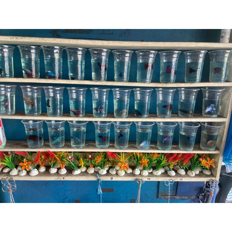 Jual stiker ikan cupang HM mix yg dikirim ikn asli bukan stiker ...