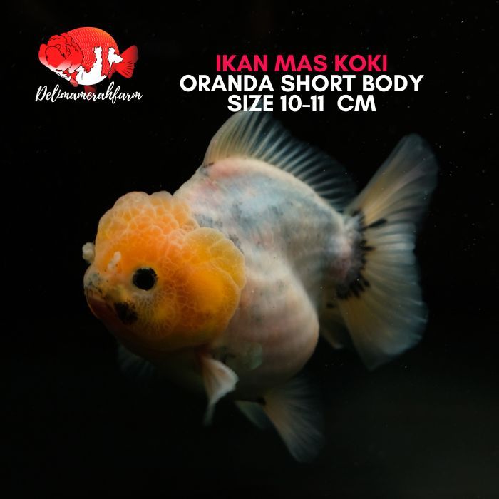 Jual Ikan Mas Koki Oranda Short Body 9 CM Bahan Grooming | Shopee Indonesia