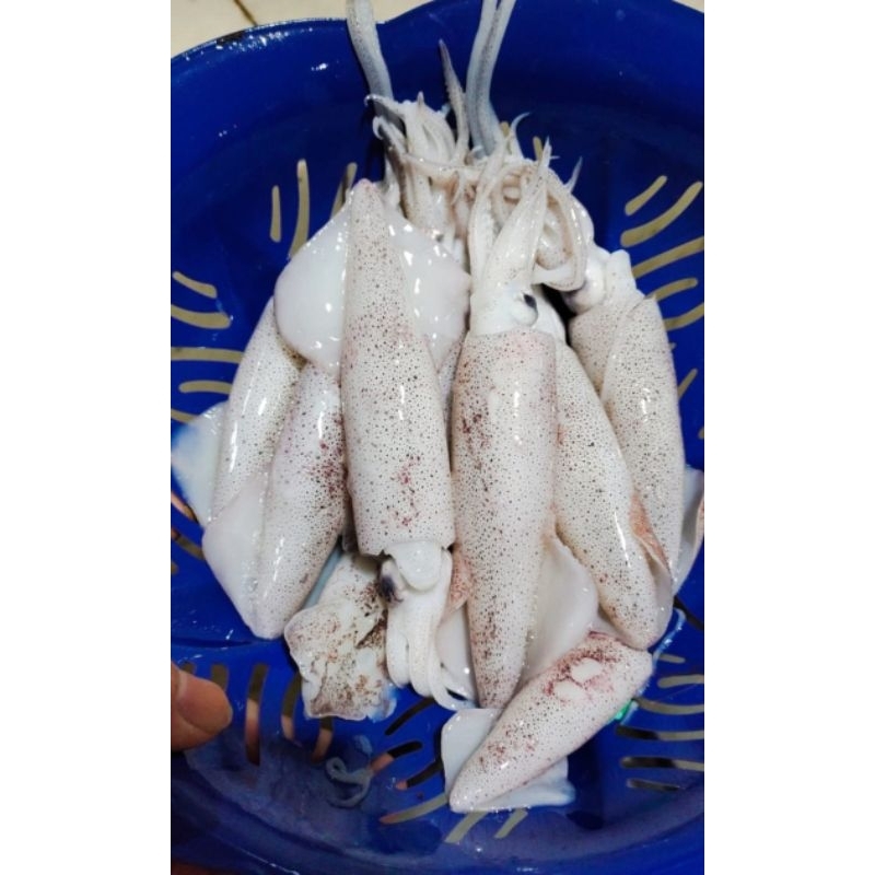 Jual CUMI-CUMI PUTIH SEDANG [Fresh] MASIH ADA TINTA | Shopee Indonesia