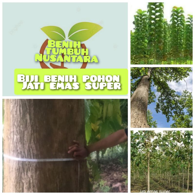 Jual 8 butir biji benih pohon jati emas super | Shopee Indonesia