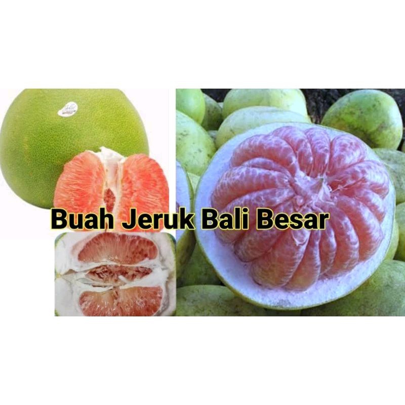 Jual Buah Jeruk bali Besar dan Segar | Shopee Indonesia