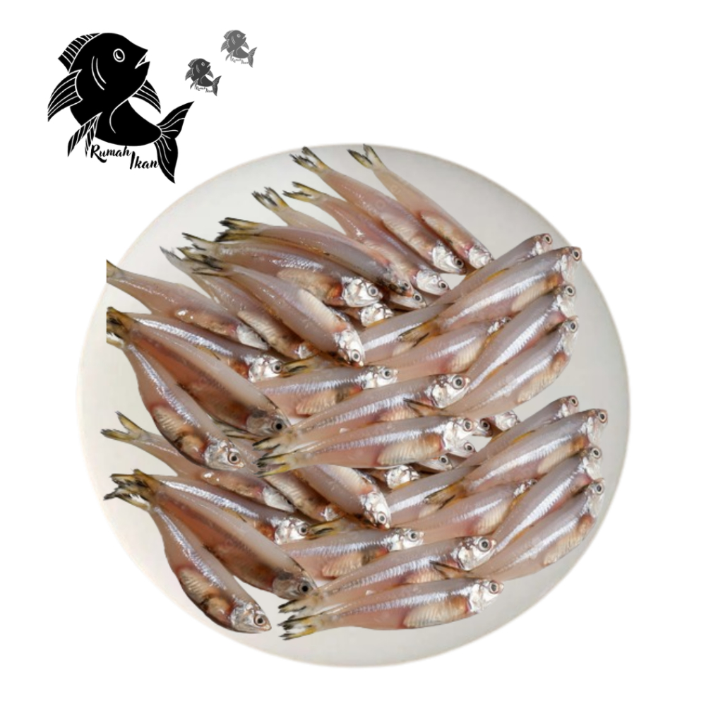 Jual Ikan Teri Basah/Teri Galer Segar 1Kg | Shopee Indonesia