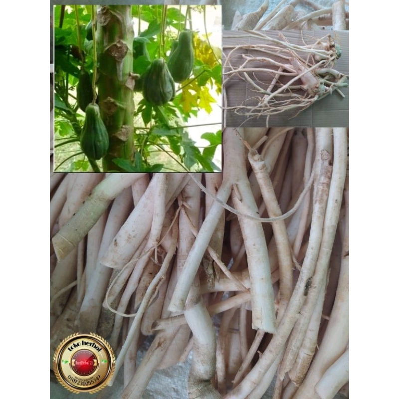 Jual akar pepaya(GANTUNG) asli segar paket bersih per 1KG | Shopee ...