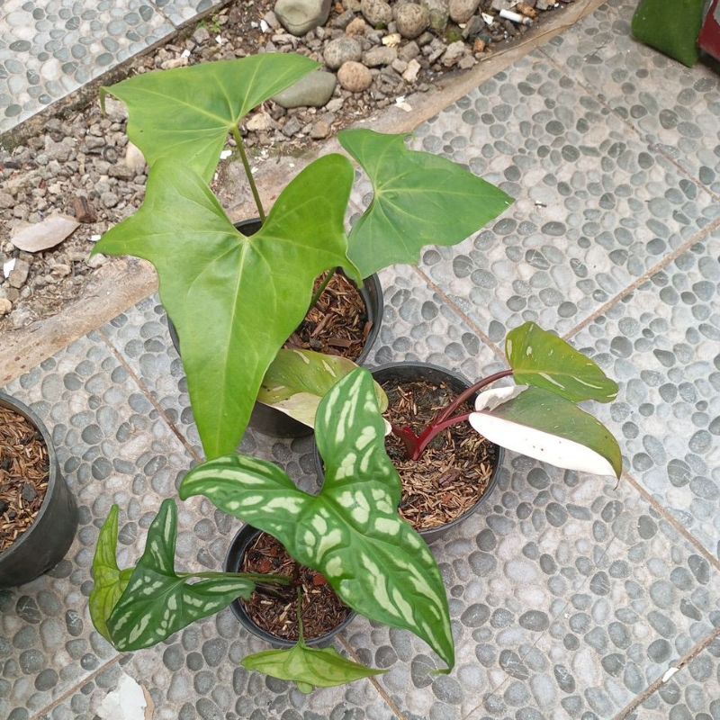 Jual tanaman hias daktil pp tato | Shopee Indonesia