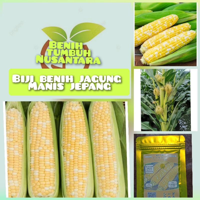 Jual kemasan premium benih jagung manis madu Jepang | Shopee Indonesia