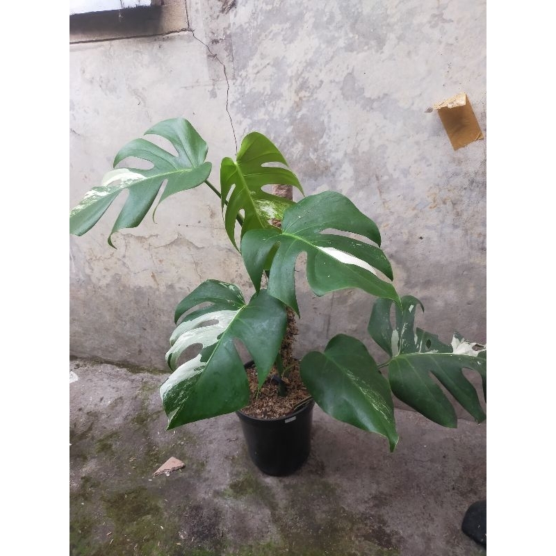 Jual monstera varigata | Shopee Indonesia