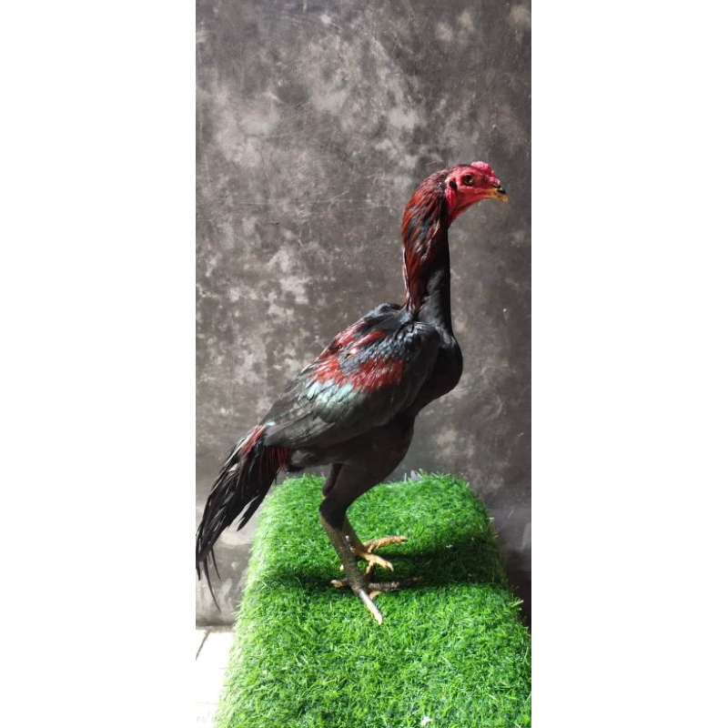 Jual Janggaran / Ayam Muda Pakhoy | Shopee Indonesia