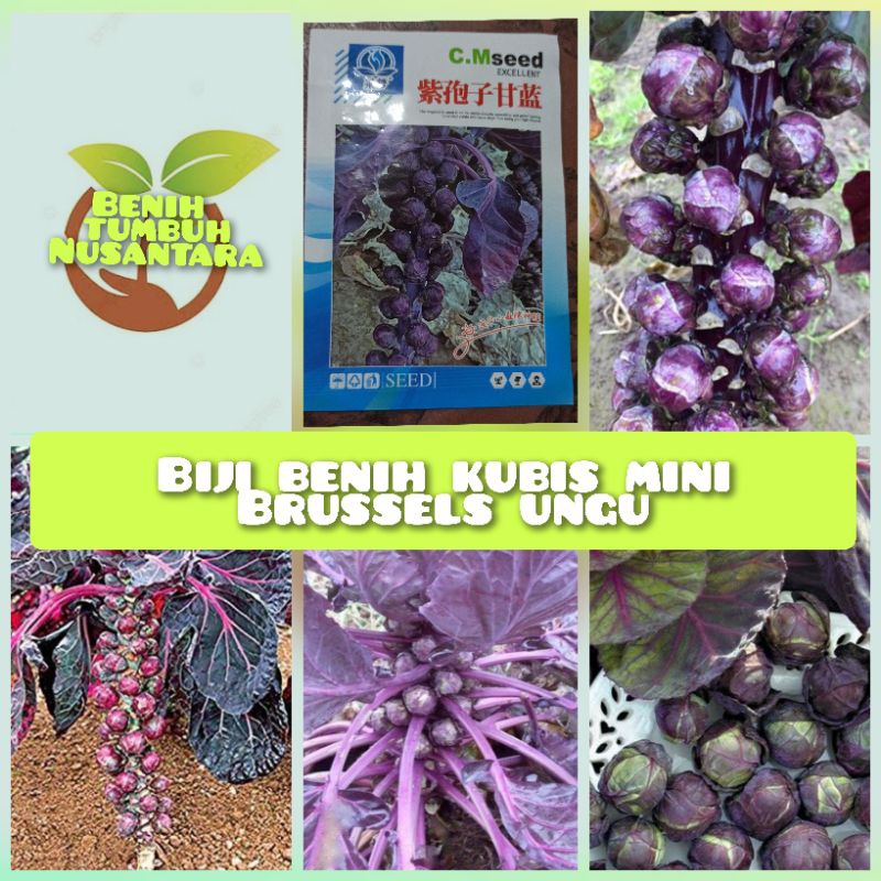 Jual biji benih kubis mini Brussels ungu impor f1 (keterangan ada di ...