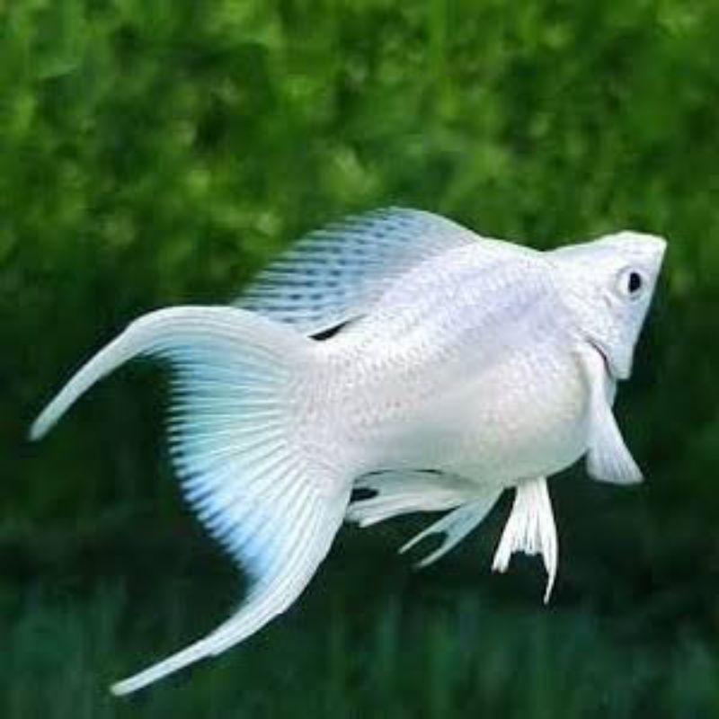 Jual Ikan Molly Platinum Balon Cawang Lyretail Grade A Size XL - Ikan ...