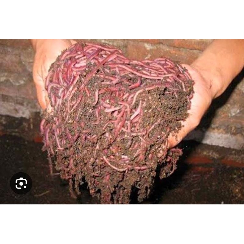 Jual Cacing Hidup Tanah ANC 1 Kg Murah Pakan Ikan Pancing Obat Herbal ...