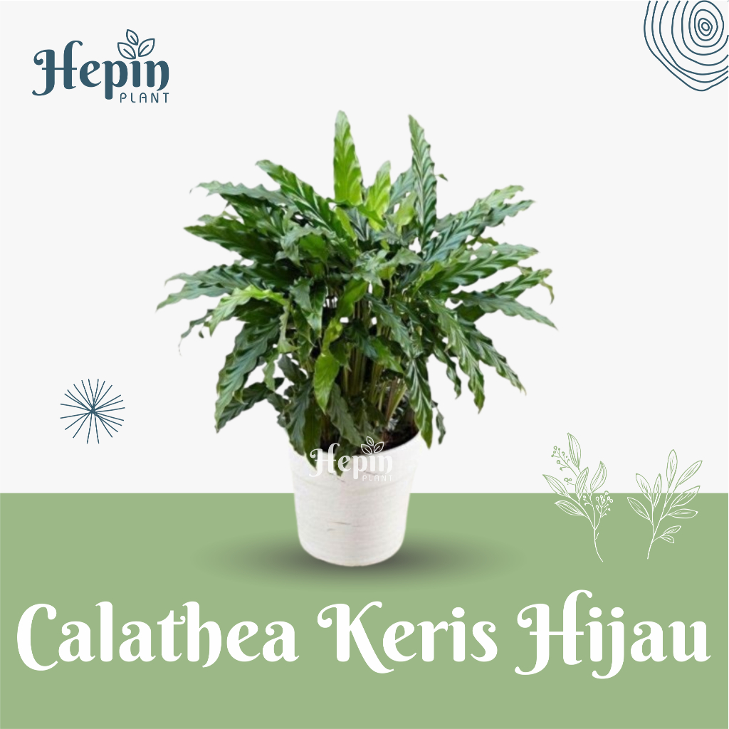 Jual Tanaman Hias Calathea Keris Hijau / Tanaman Kalatea | Shopee Indonesia