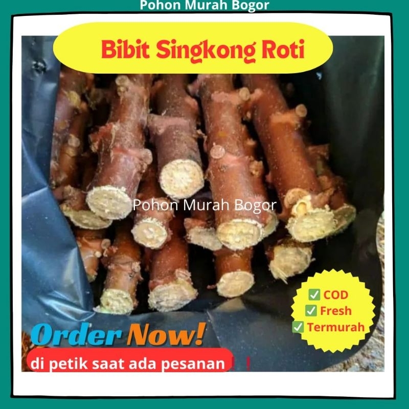 Jual Bibit Singkong Roti / pohon singkong / bibit singkong roti murah ...