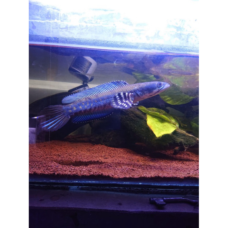 Jual Blue Pulcra Grade A+ size 3-4cm | Shopee Indonesia