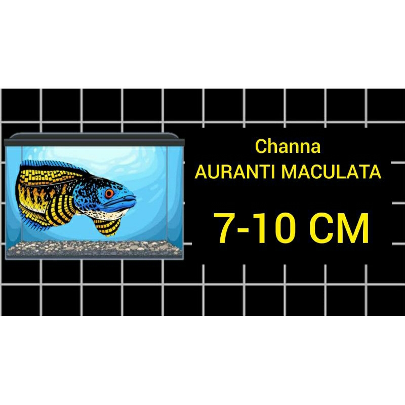 Jual Sticker channa Auranti machu 7-10cm | Shopee Indonesia