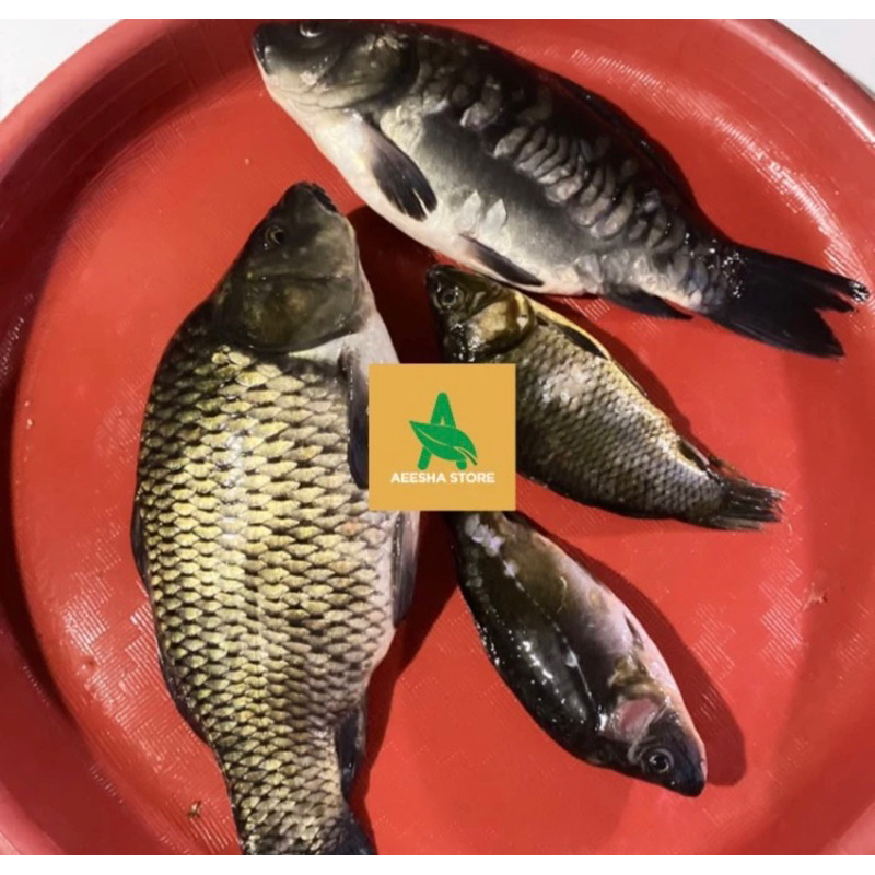 Jual Ikan Mas Segar 1kg | Shopee Indonesia