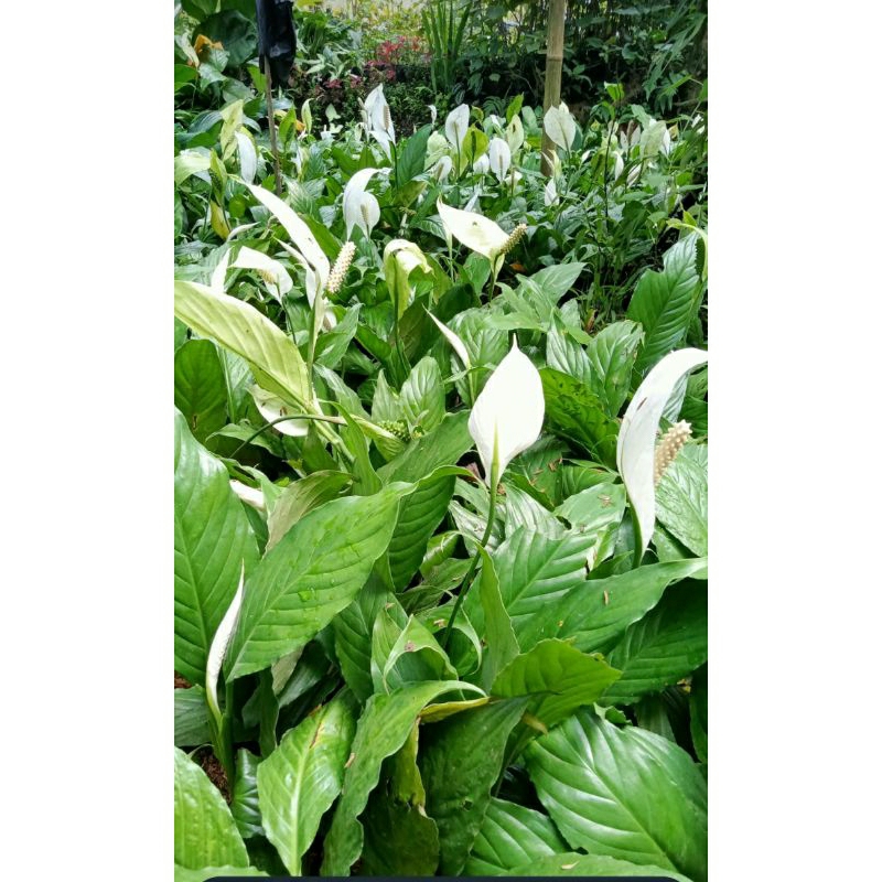 Jual pohon peace Lily - bunga lili ples pot putih | Shopee Indonesia