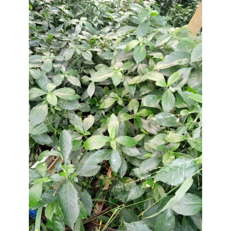 Jual keji beling /kibeling pecah beling 200lembar | Shopee Indonesia