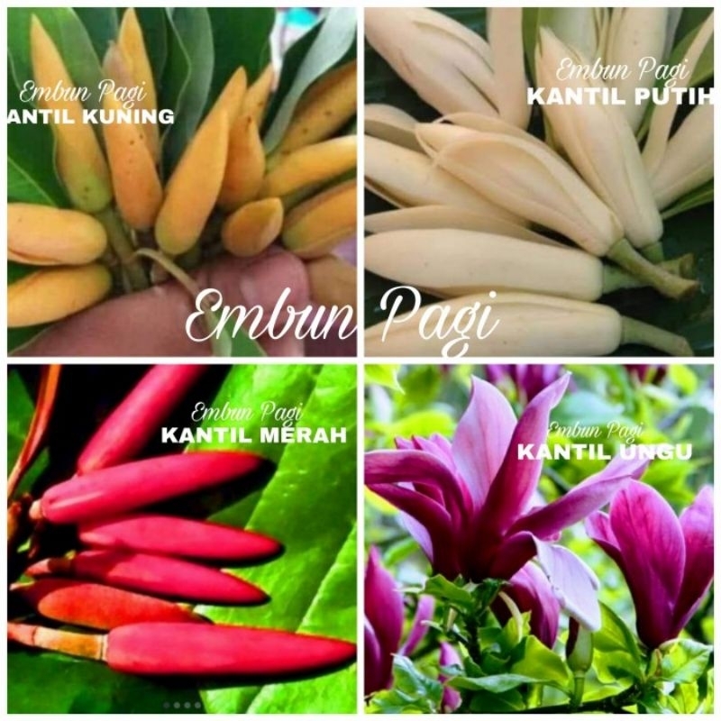 Jual Bibit Bunga Kantil Super Unggul | Shopee Indonesia