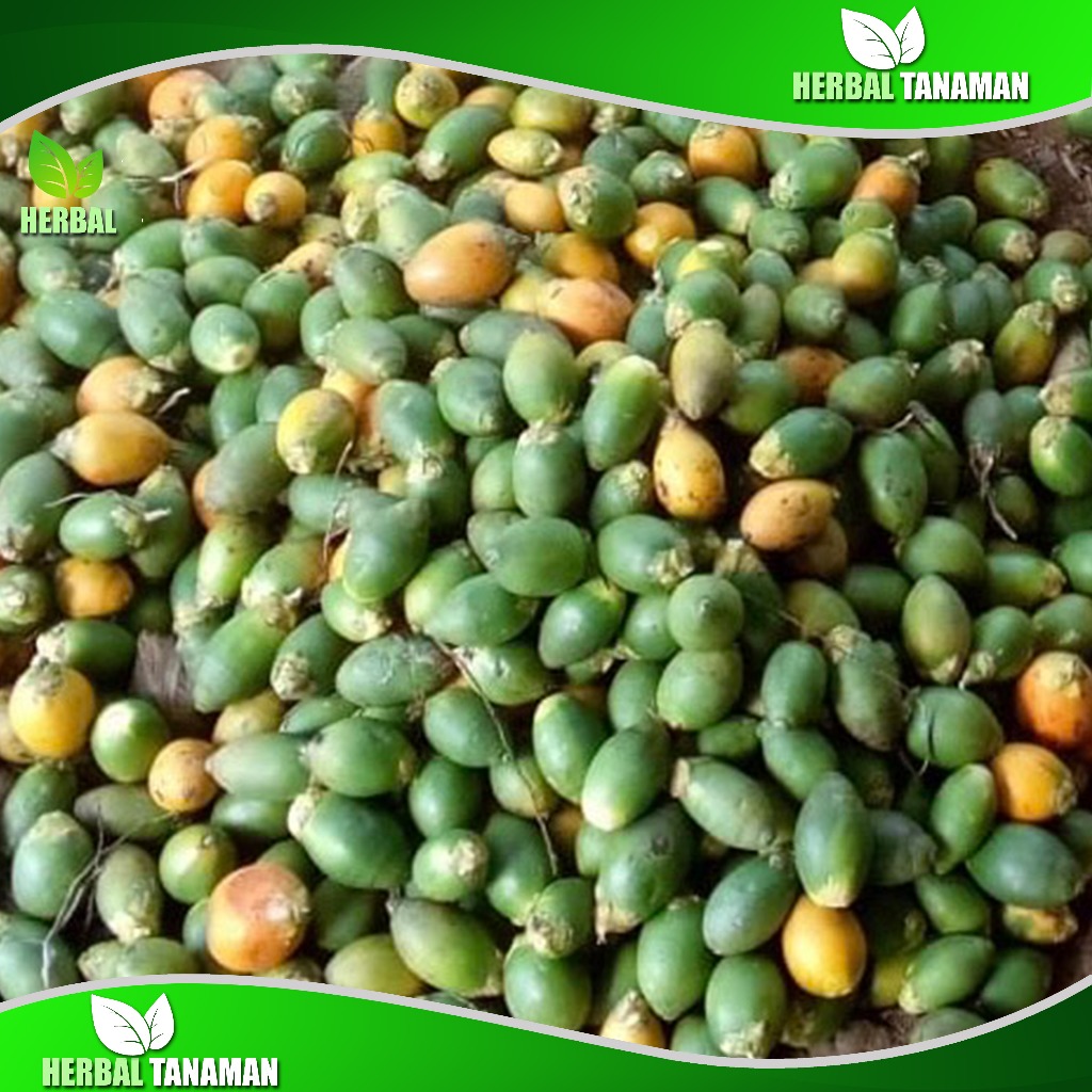 Jual Buah Pinang Tua 1 kg Segar - Jambe Tua Fresh Herbal | Shopee Indonesia