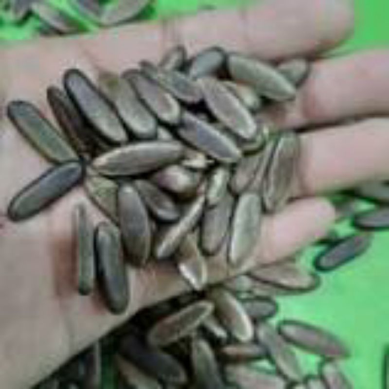 Jual Biji Pohon Bunga Flamboyan Merah / benih flamboyan 250 gram ...