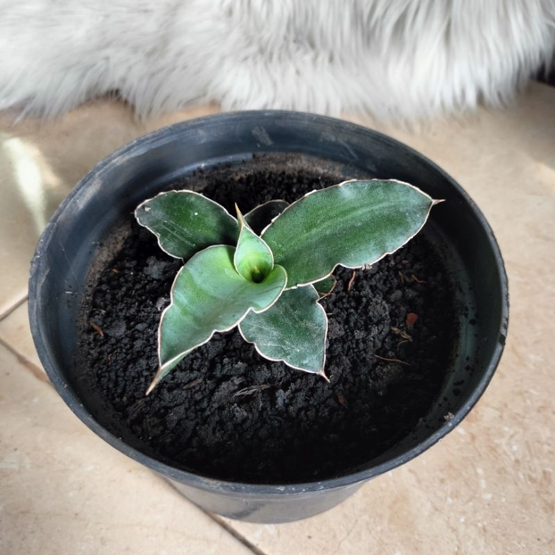 Jual Sansevieria Hibryd Kimayo | Shopee Indonesia