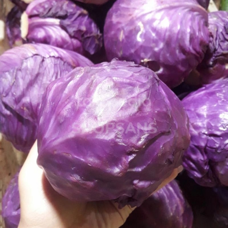 Jual kol ungu 1kg | Shopee Indonesia