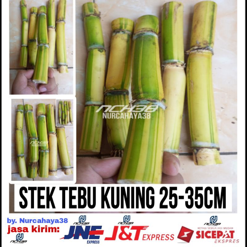 Jual [ Promo Beli 30 gratis 3] Tebu Kuning | Bibit Stek Tebu kuning ukuran 27-40cm | Shopee ...
