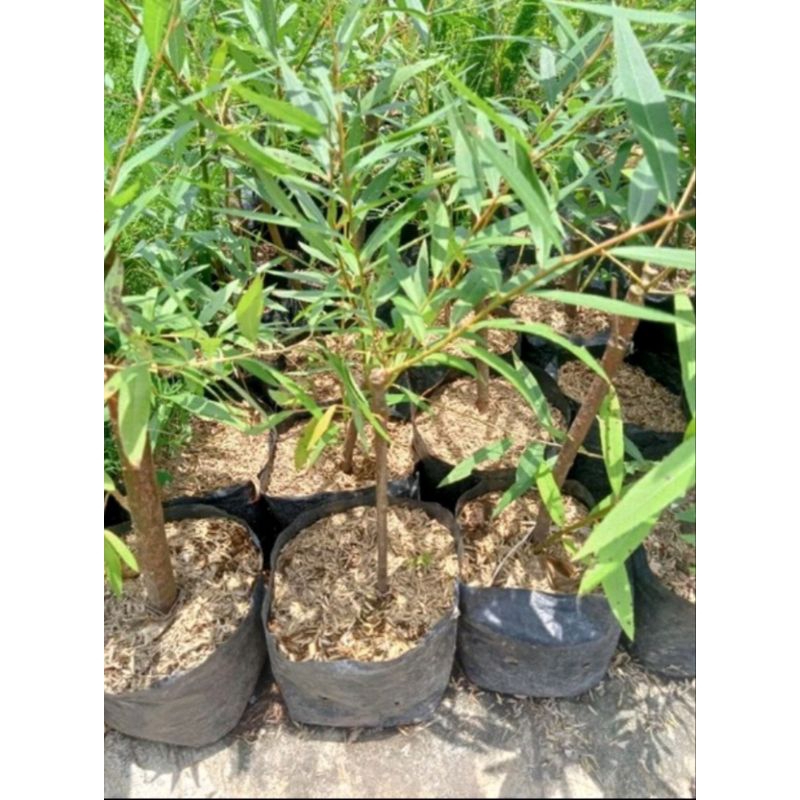 Jual Bibit Tanaman Pohon Liang Liu | Shopee Indonesia