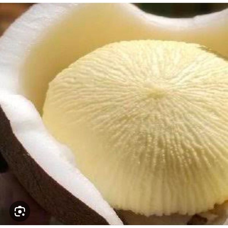 Jual Buah Kentos Kelapa Cangkangan Utuh Premium Super Obat Herbal ...