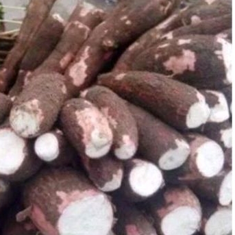 Jual Singkong KETELA POHON 1KG SEGAR DARI POHONYA | Shopee Indonesia