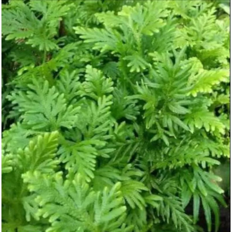 Jual daun cakaran ayam segar 1kg | Shopee Indonesia