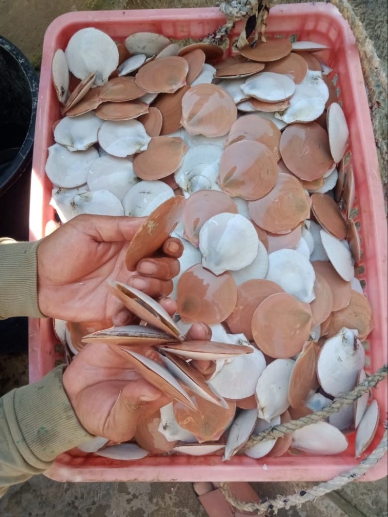 Jual kerang simping kerang scalop segar 1kg | Shopee Indonesia