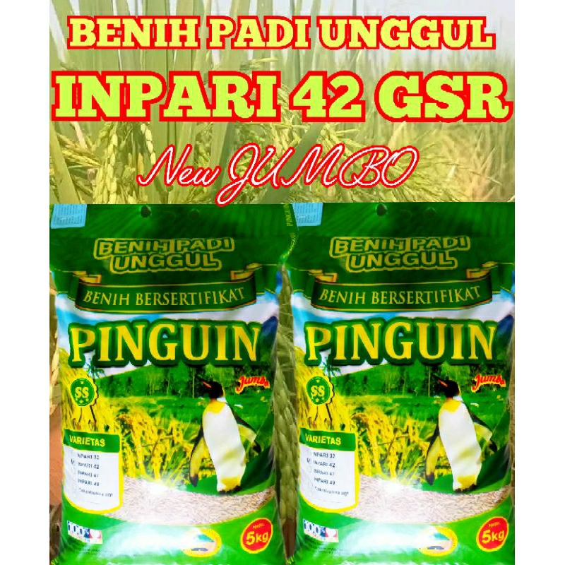 Jual BENIH PADI TERBARU INPARI 42 GSR JUMBO KEMASAN 5KG PREMIUM ...