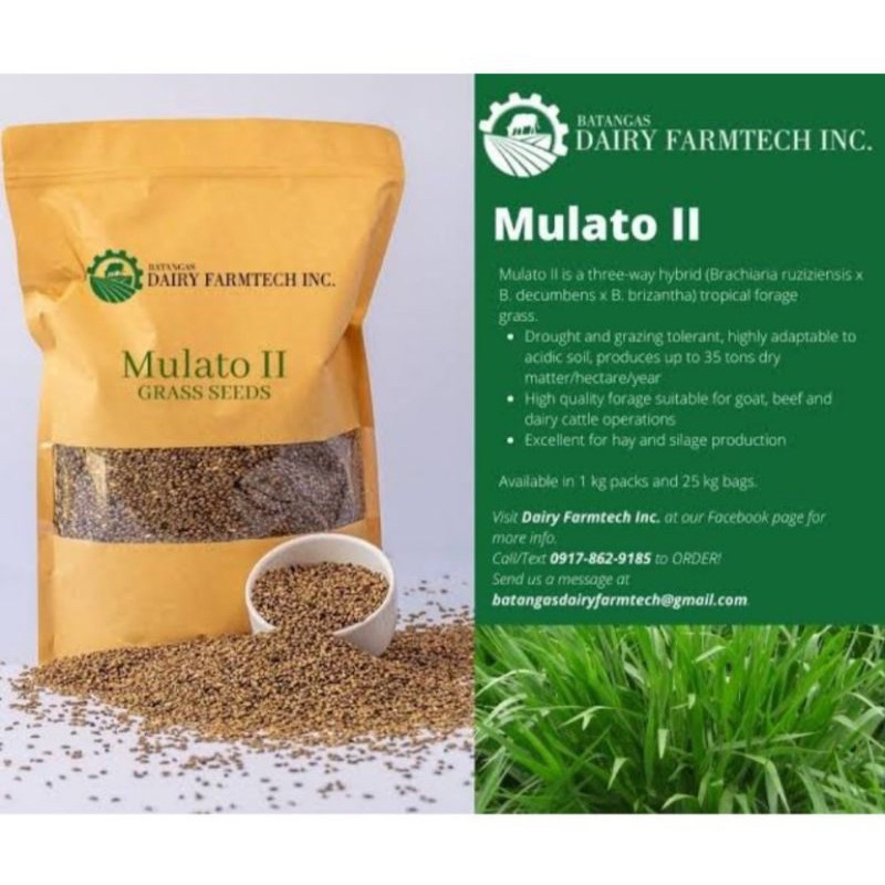 Jual SIGNAL GRASS MULATO RUMPUT SIGNAL GRASS - Biji benih rumput signal ...